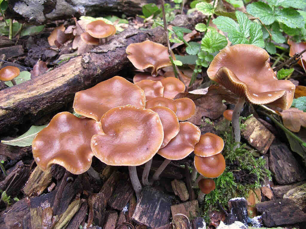 Psilocybin Mushroom Varieties: Effects, Habitat, and Species