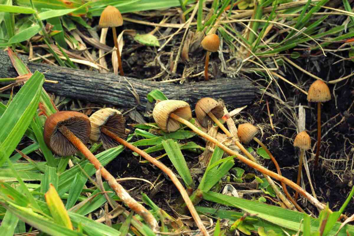Psilocybin Mushroom Varieties: Effects, Habitat, and Species