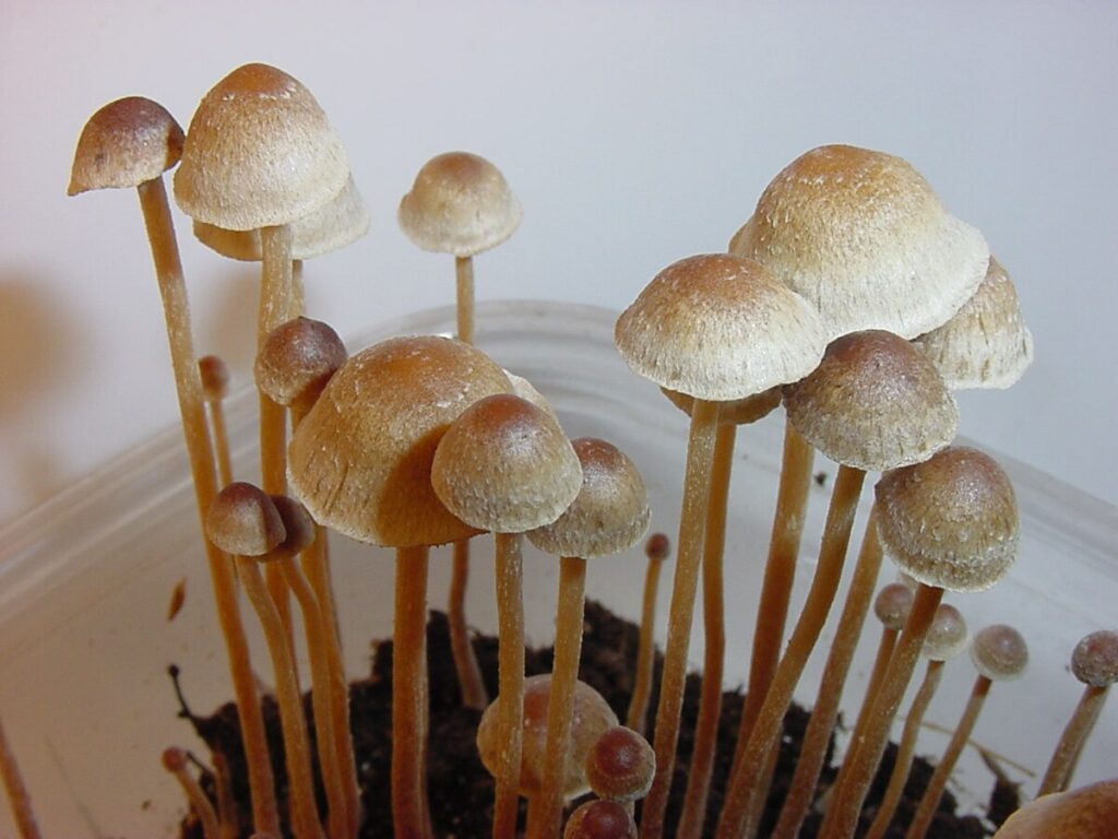 Psilocybin Mushroom Varieties: Effects, Habitat, and Species