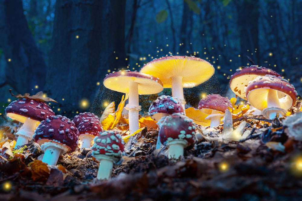Magic Mushrooms for Long-Term Growth and Healing