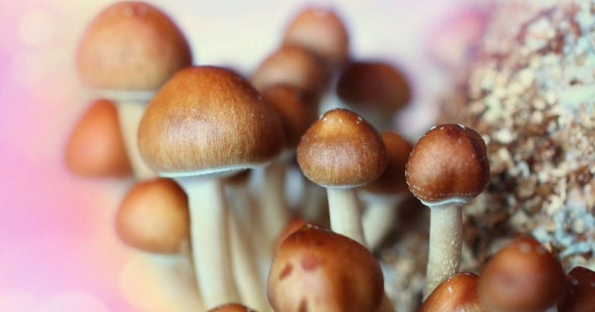 Magic Mushrooms Vs Regular Mushrooms : Key Differences