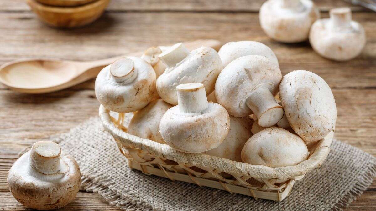 Magic Mushrooms Vs Regular Mushrooms : Key Differences