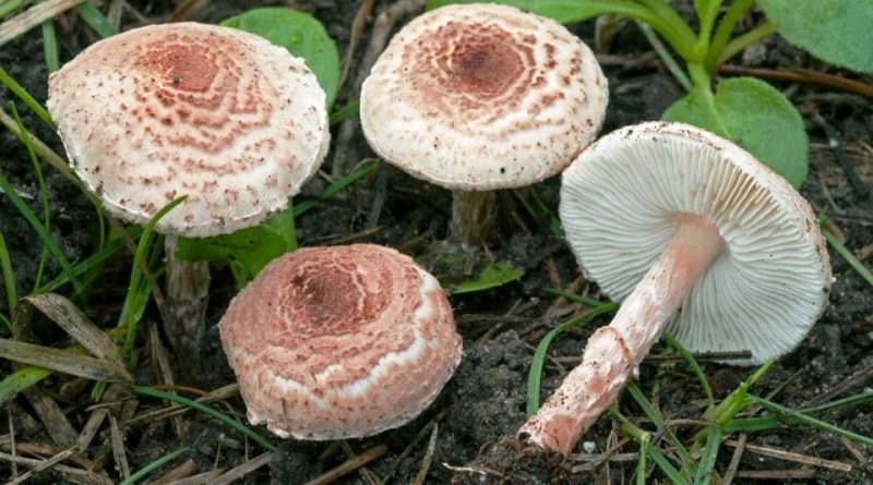 10 Deadly Mushrooms to Avoid: A Guide to Toxic Wild Mushrooms