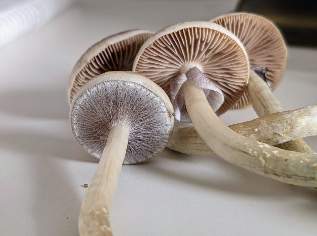Psilocybin: The Healing Compound in Magic Mushrooms