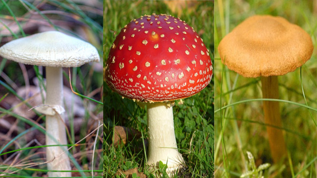 Mushroom Identification Tips : Edible vs Poisonous Mushrooms