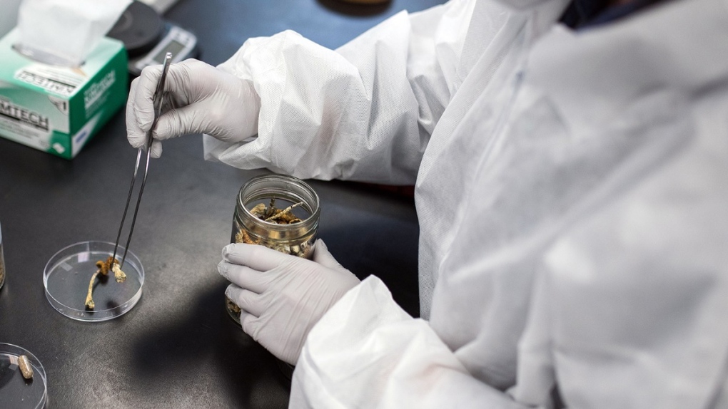 Understanding Psilocybin Clinical Trials