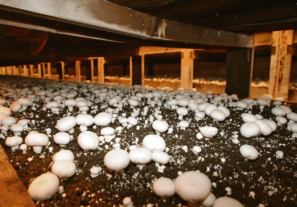 The Perfect Environment for Growing Magic Mushrooms