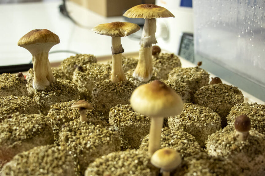 "Canada's Magic Mushroom Cultivation Laws: A Detailed Guide"