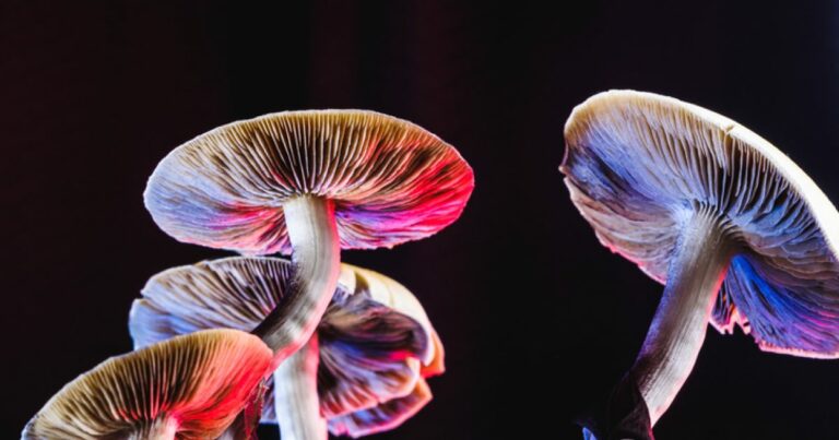 potential of microdosing Psilocybin for enhanced focus.